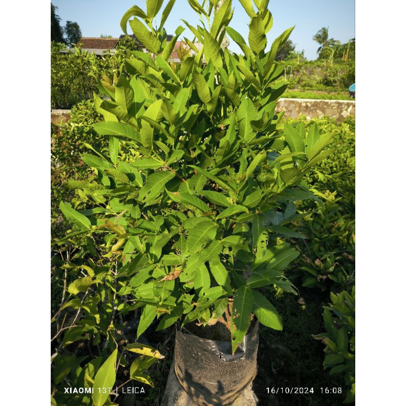 Jual bonsai jambu madu deli hijau (super rimbun) | Shopee Indonesia