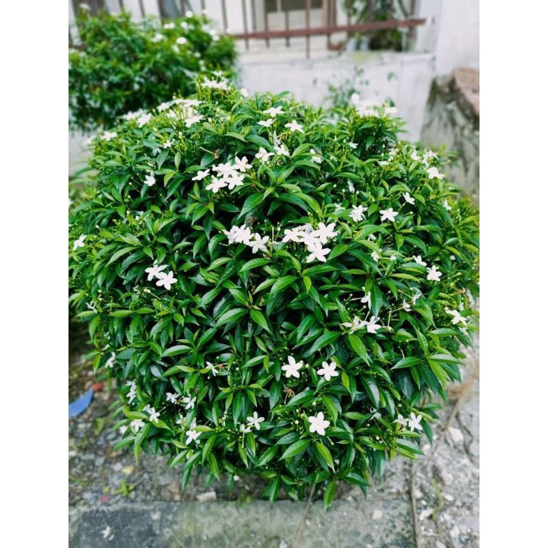 Jual TANAMAN HIAS REMBOSA MINI HIJAU - TANAMAN HIAS OUTDOOR | Shopee ...