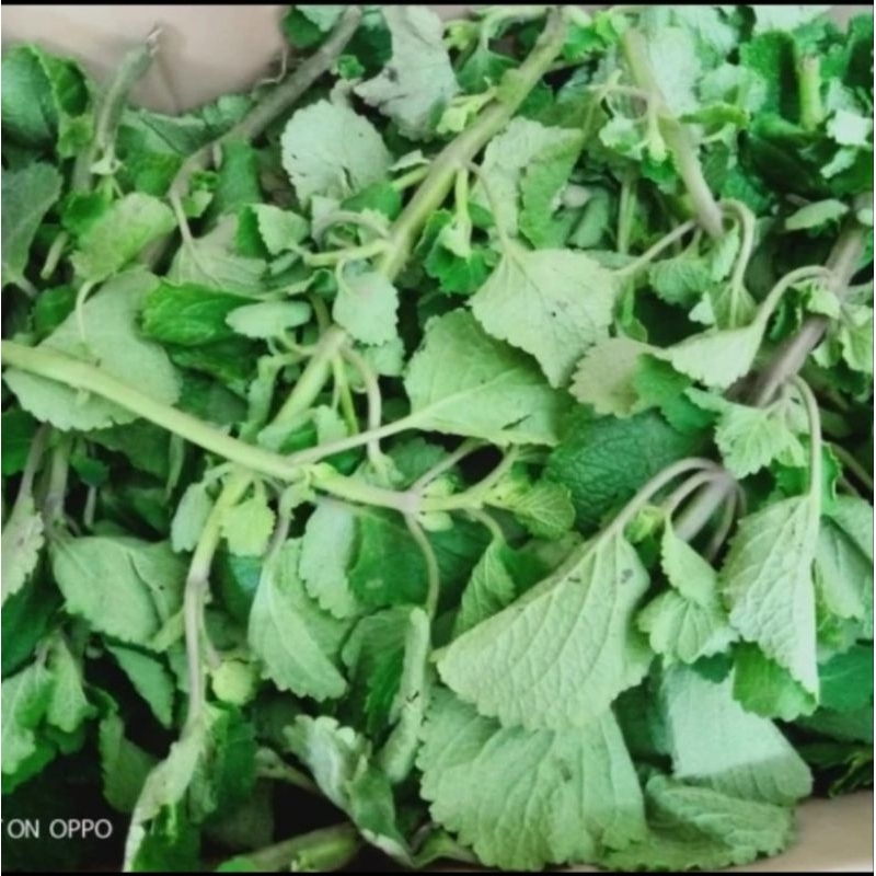 Jual Daun Bangun bangun segar / sayur bangun bangun / daun terbangun ...
