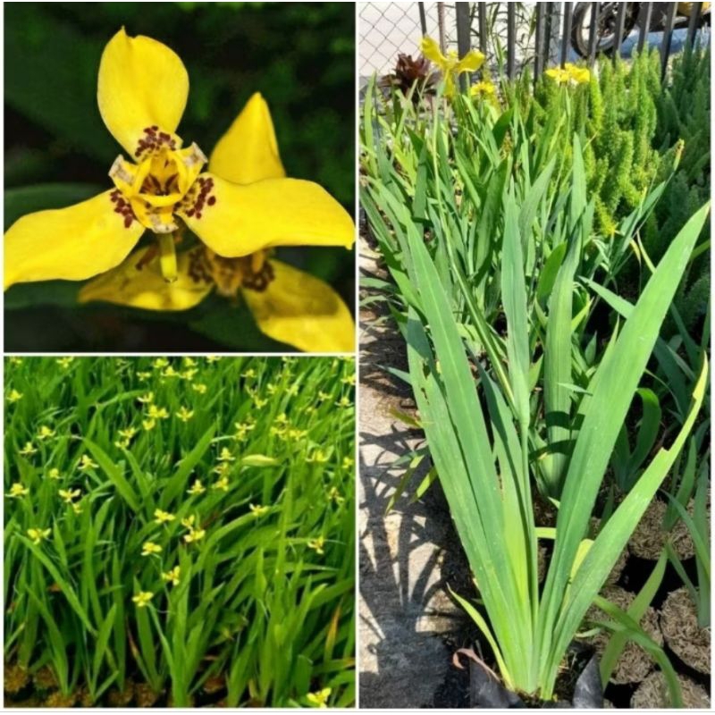 Jual tanaman airis bunga kuning | Shopee Indonesia