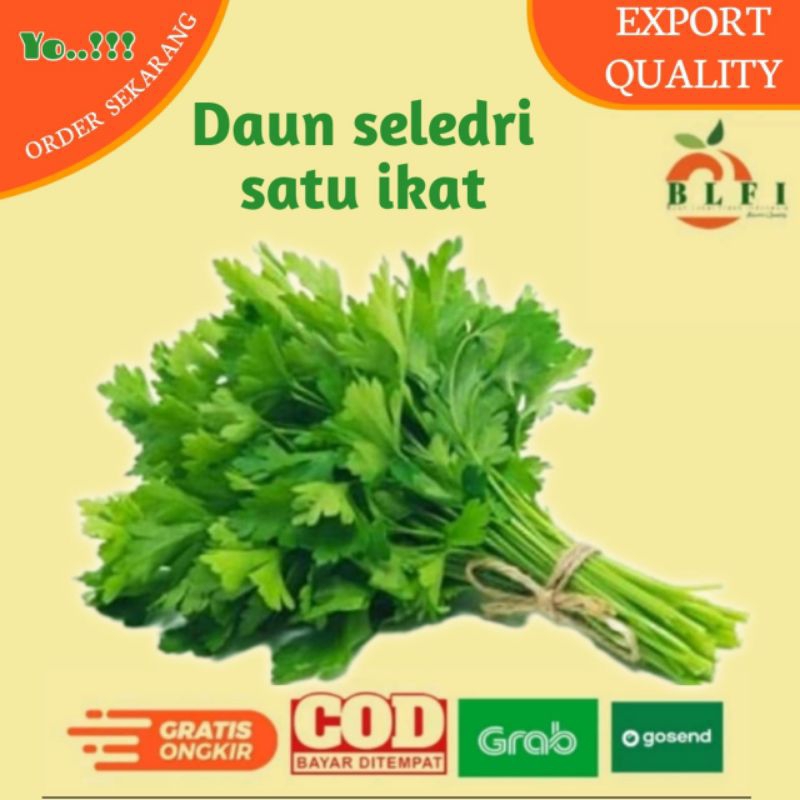 Jual DAUN SELEDRI/ SLEDRI SOP FRES 1IKAT | Shopee Indonesia