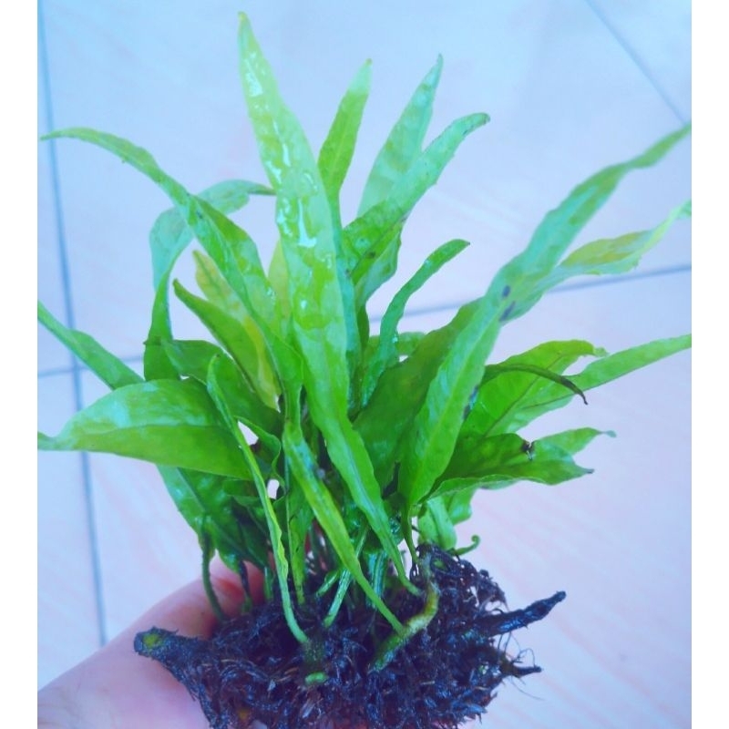 Jual JAVA FERN (KADAKA) /Periket | Tanaman aquascape | Tanaman hias ...
