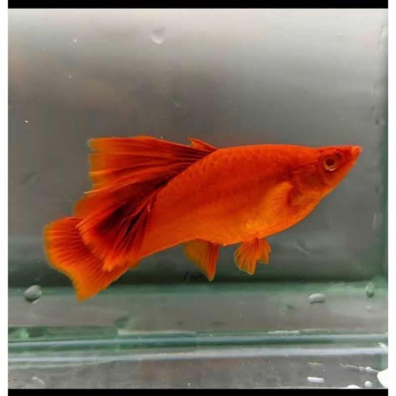 Jual platy red | Shopee Indonesia