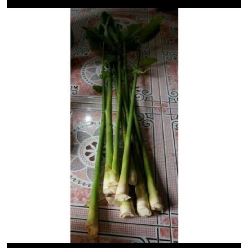 Jual Pohon Kecombrang 1kg Batang Honje Combrang | Shopee Indonesia