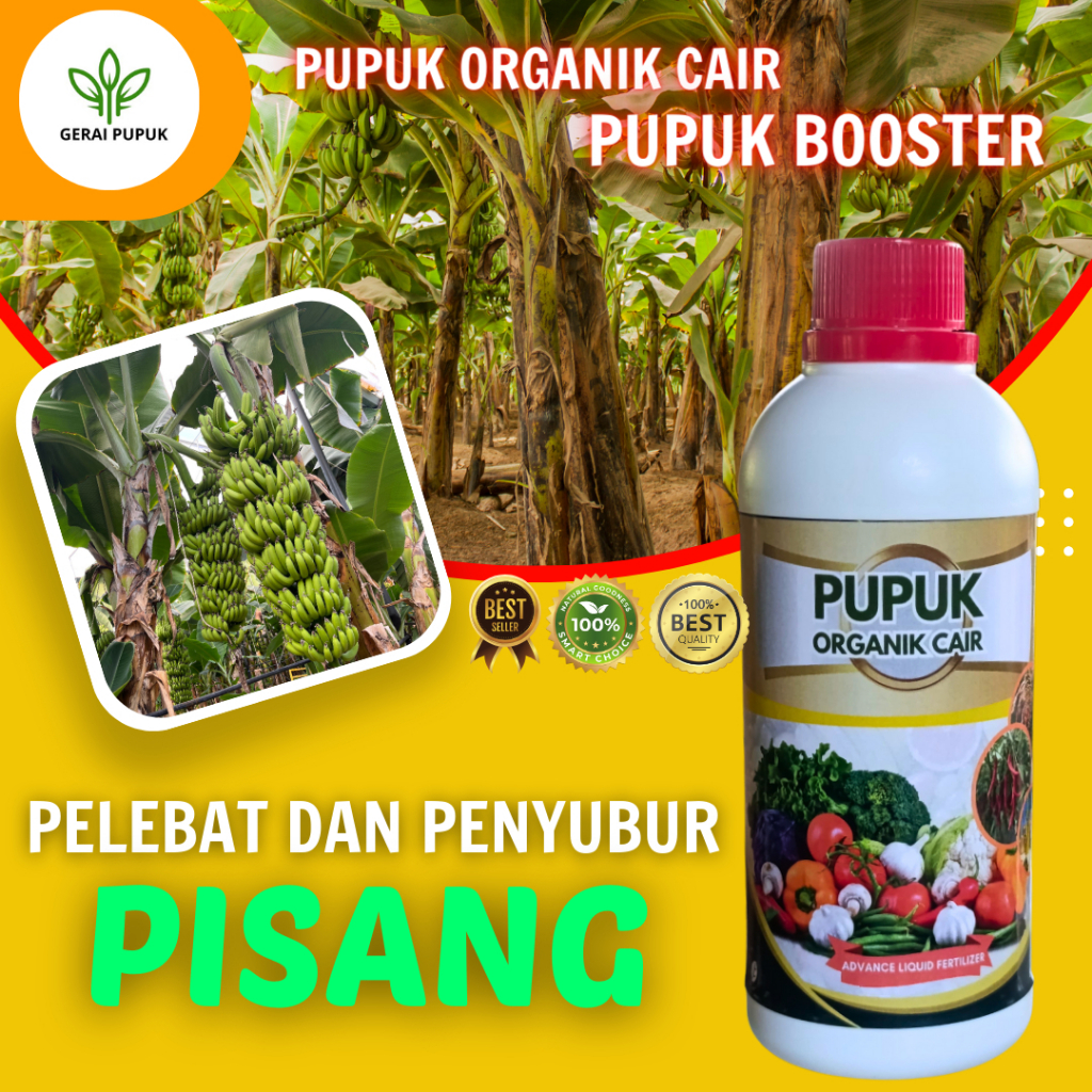 Jual Pupuk booster buah lebat pisang | pupuk organik cair Penyubur pelebat buah tanaman pisang ...