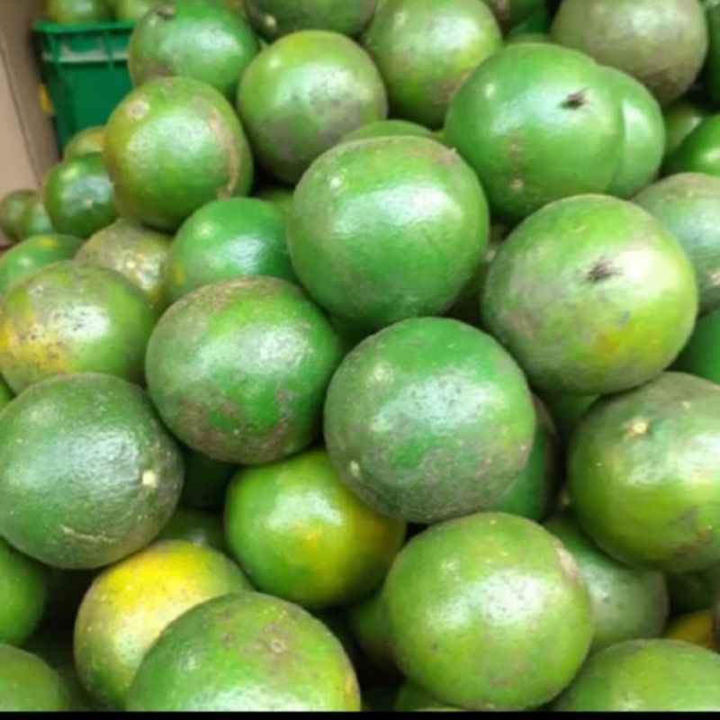 Jual Jeruk Peras Segar Khas Pontianak 1 Kg | Shopee Indonesia