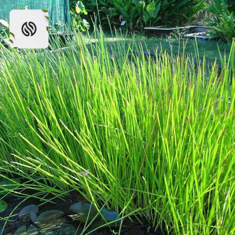 Jual Benih Rumput Vertiver Grass Kemasan 1kg - Rumput Penghijauan Hidup ...
