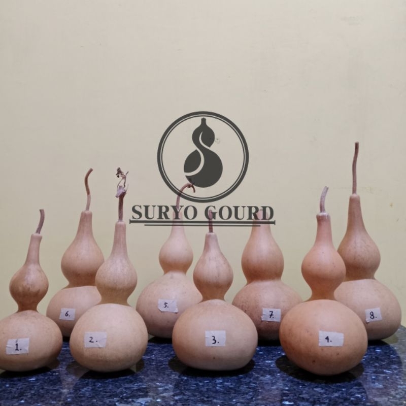 Jual Labu Botol asli /labu lagenaria/bottle gourd/labu kendi/labu air ...
