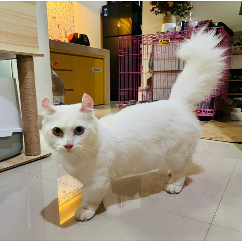 Jual kucing ras kinkalow munchkin mata odd eye kaki cebol putih bersih ...
