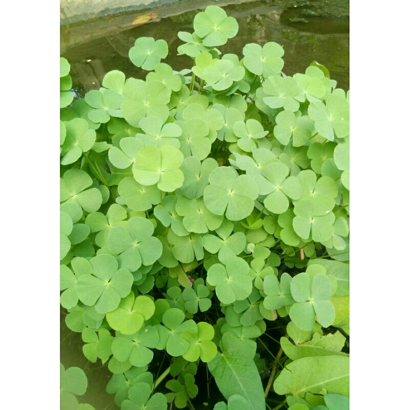 Jual Rumput Semanggi Air | Shopee Indonesia