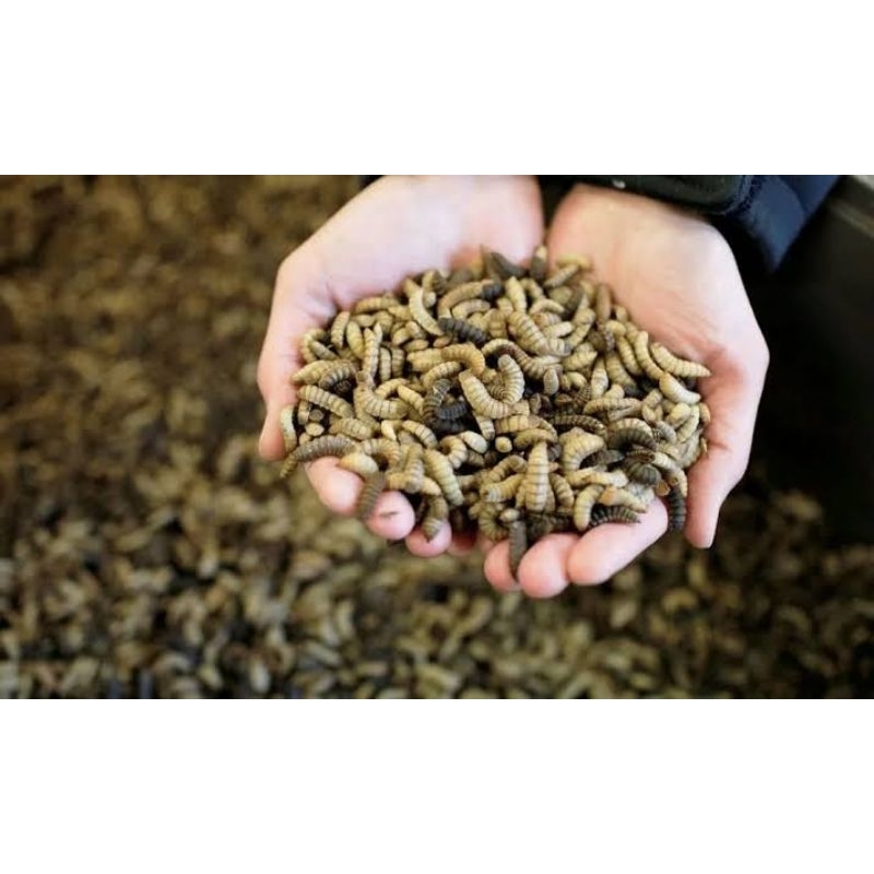 Jual maggot BSF hidup fresh untuk memancing dan pakan ternak 200gr ...