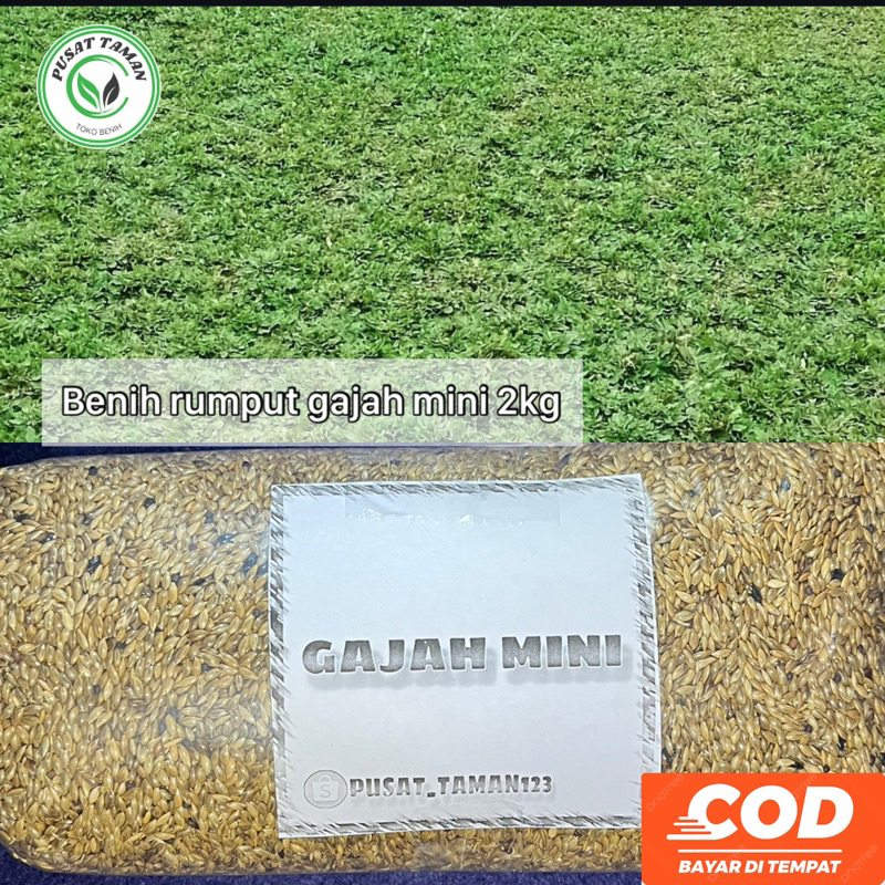 Jual 2KG benih rumput gajah mini/rumput gajah mini 2kg | Shopee Indonesia