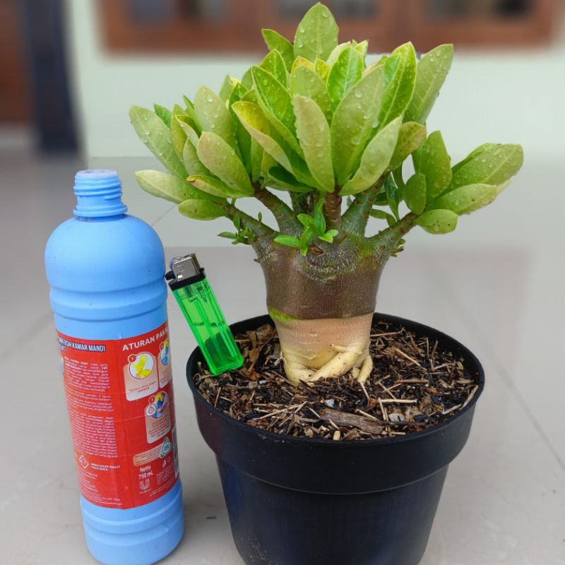 Jual Adenium ID. KALAMAE ( Golden root Albino Godji ) | Shopee Indonesia