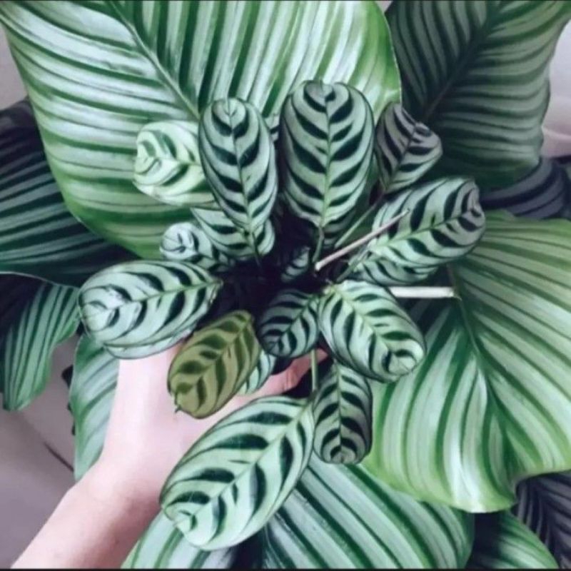Jual CALATHEA!! Tanaman Hias Kalatea Stromata - Calathea Sepat | Shopee ...