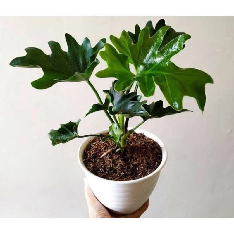 Jual Tanaman Hias Philodendron Selloum - Tanaman Indoor - Pohon Dendrum ...