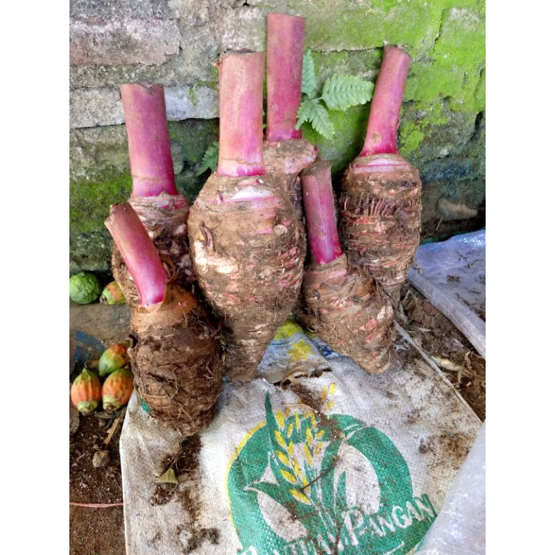 Jual talas bogor/talas ungu/bentul pratama 3, 1kg | Shopee Indonesia