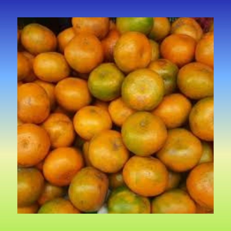 Jual Jeruk manis Brastagi 1 kg segar | Buah jeruk segar 1 kg | Jeruk ...