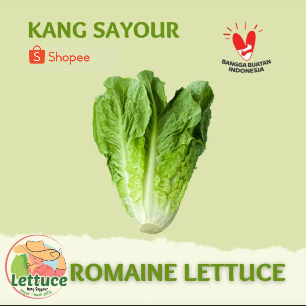 Jual Romaine Lettuce 1KG Sayur Salad Grosir 10kg Lebih Murah | Shopee ...