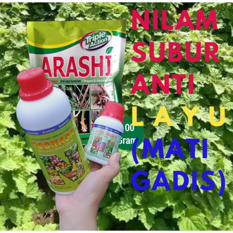 Jual TANAMAN NILAM KURANG SUBUR, LAYU BUSUK AKAR PUPUK ORGANIK NASA DAN ...