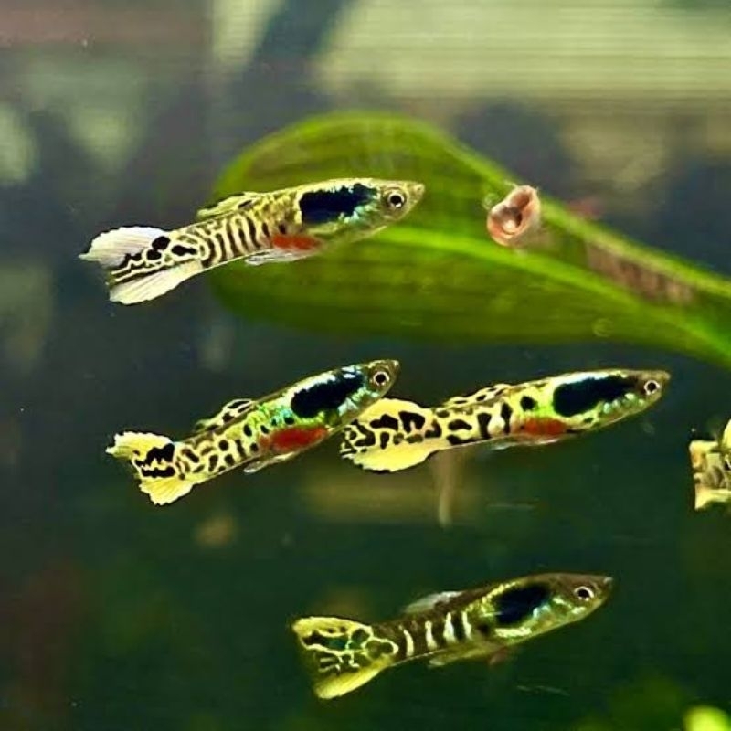 Jual Ikan Hias Guppy Mini / Endler Yellow Jacket Tiger | Shopee Indonesia