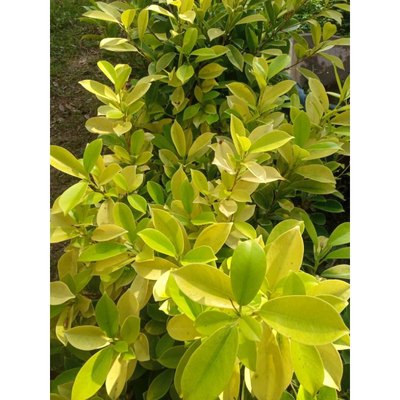 Jual Bibit Ficus golden beringin kuning iprik gold | Shopee Indonesia