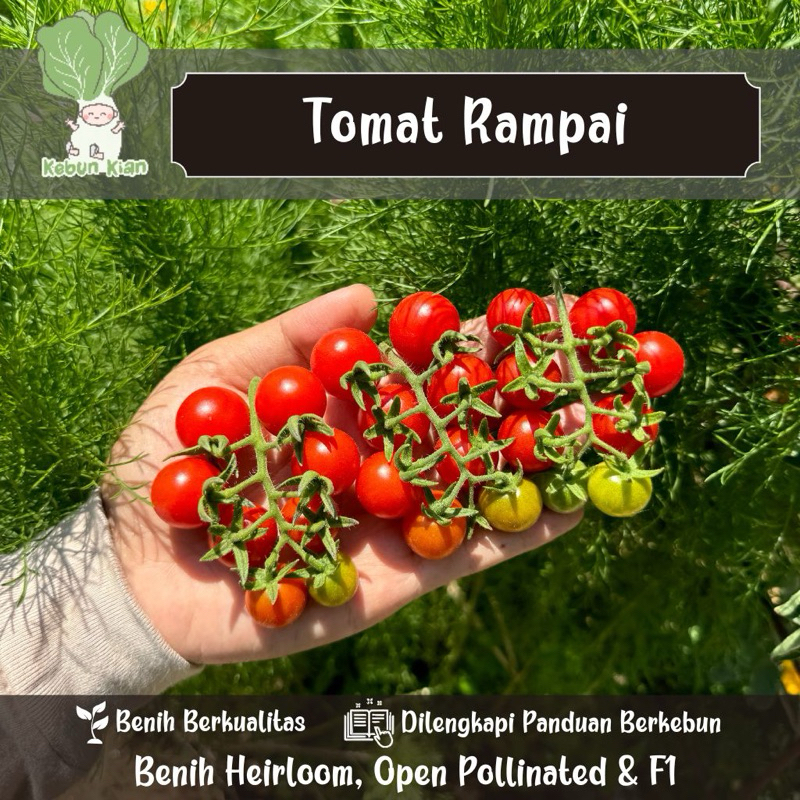 Jual 15 Biji - Benih Tomat Rampai. | Shopee Indonesia