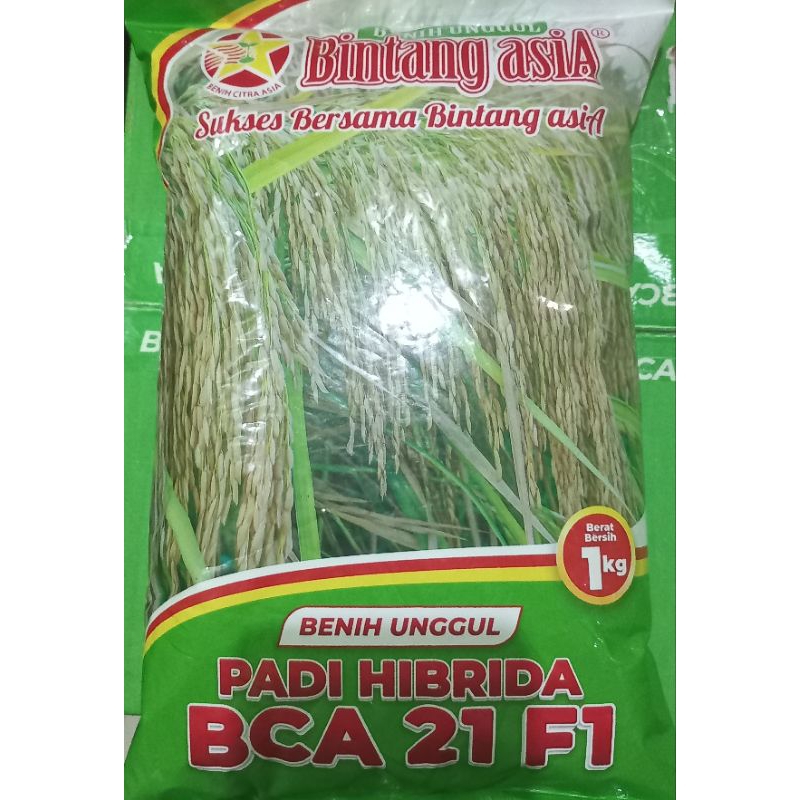 Jual Benih Padi Hibrida BCA 21 F1 Kemasan 1 kg Bintang Asia | Shopee ...