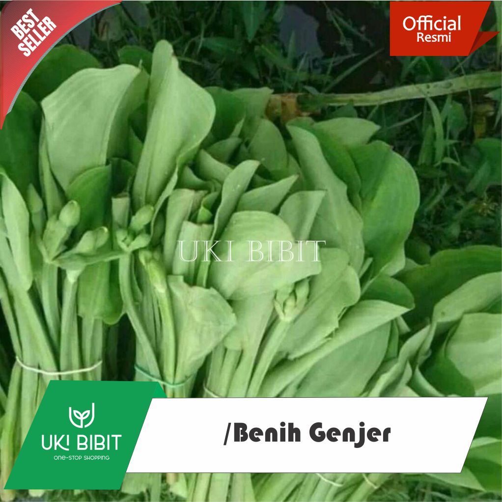 Jual ( 100 Butir ) Benih Biji Genjer | Kelayan | Eceng | Gendot ...