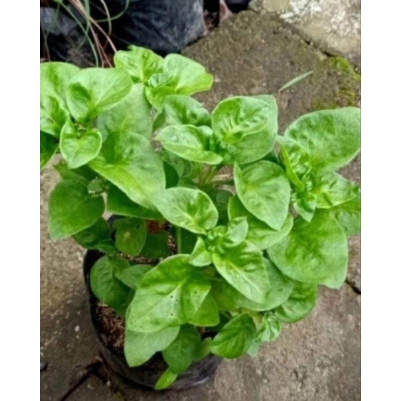 Jual bibit bayam brazil sayuran organik Udah tumbuh berakar dan ber ...
