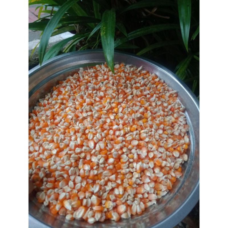 Jual Jagung Pakan Doro/ Jagung Pakan merpati/ jagung Pakan ayam/ Jagung ...
