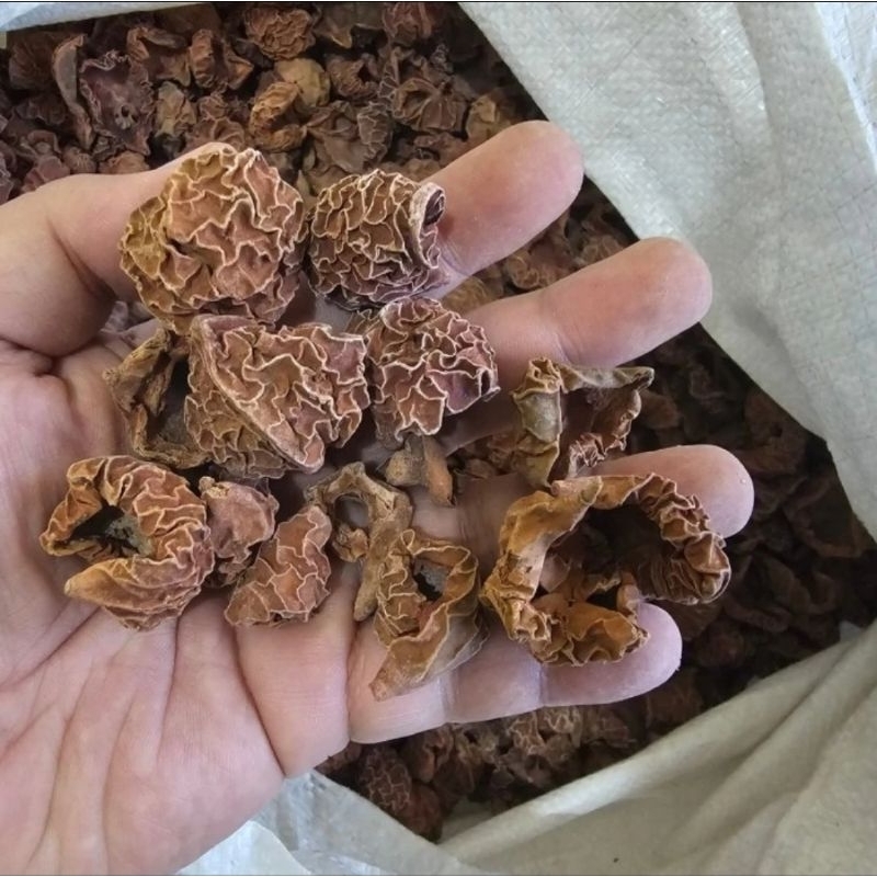 Jual Daging Pala Kering - Kulit Daging Buah Pala Kering | Shopee Indonesia