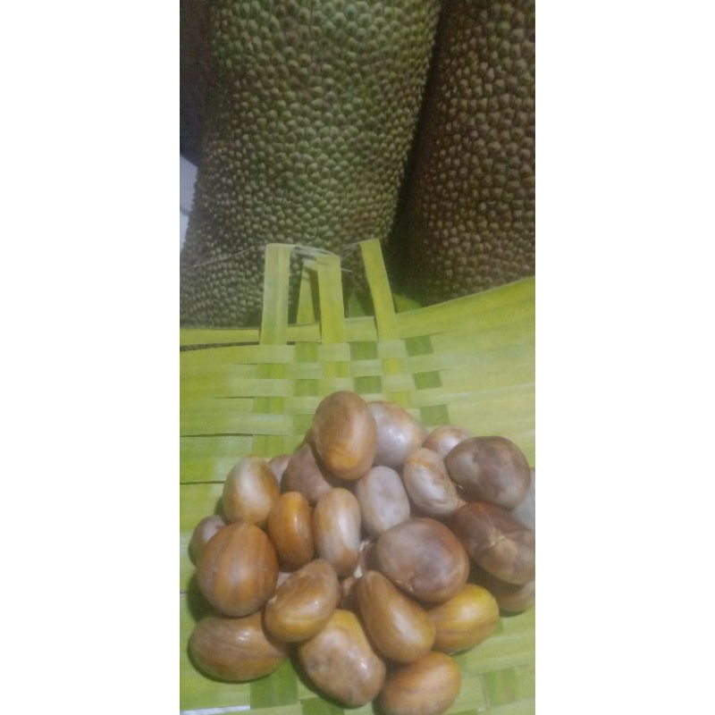 Jual Biji Cempedak dan Nangka / Biji Beton | Shopee Indonesia