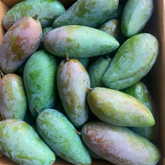 Jual Mangga Kiojay Grade A Mangga Thailand 1kg | Shopee Indonesia