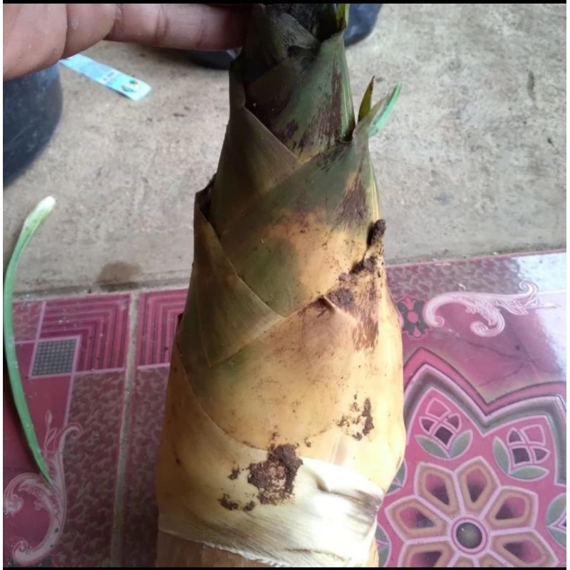 Jual rebung bambu kuning pres segar | Shopee Indonesia