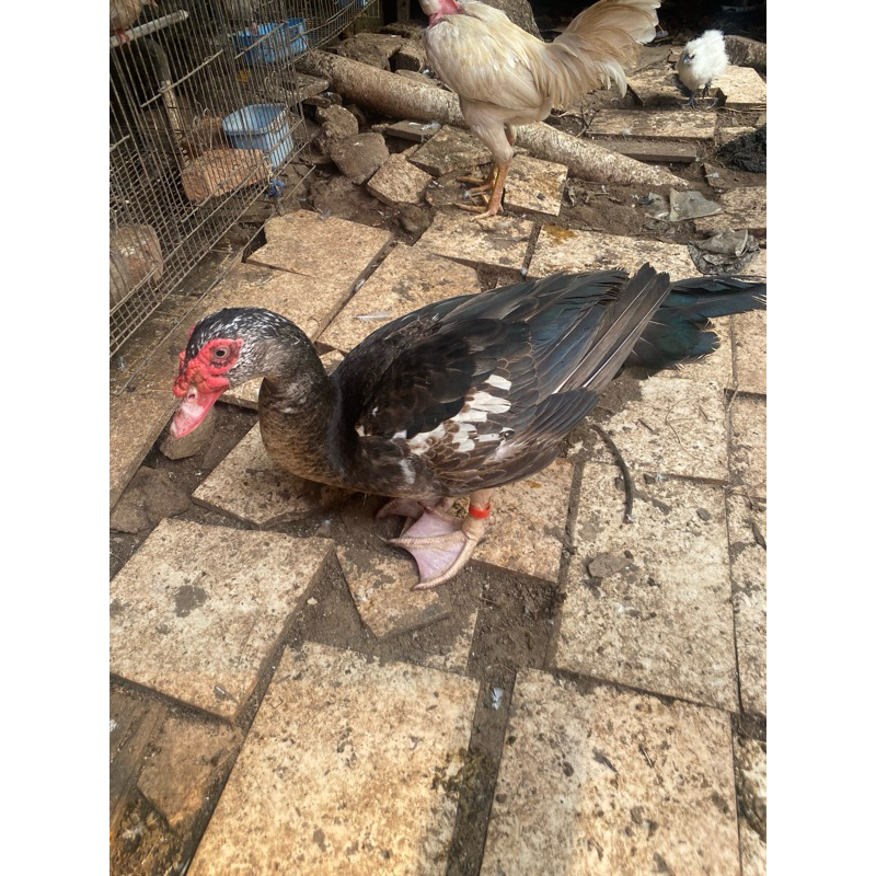 Jual MENTOK RAMBON JALI | Shopee Indonesia