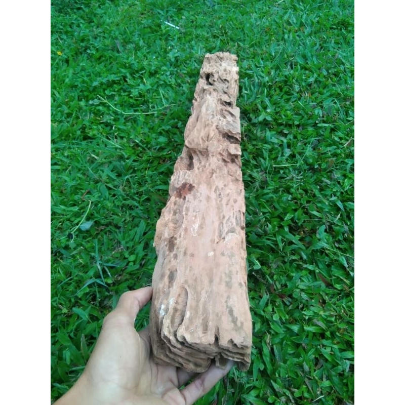 Jual Kayu fosil unik | Shopee Indonesia