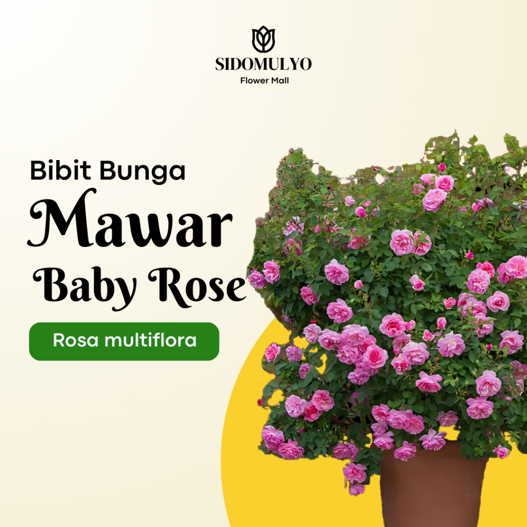 Jual Bibit Bunga Baby Rose - Tanaman Hias Mawar Mini Tinggi Bibit 20-30 ...