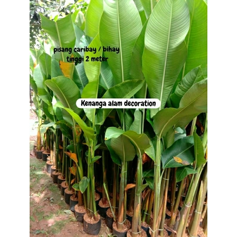Jual pisang hias karibay 2 meter | Shopee Indonesia