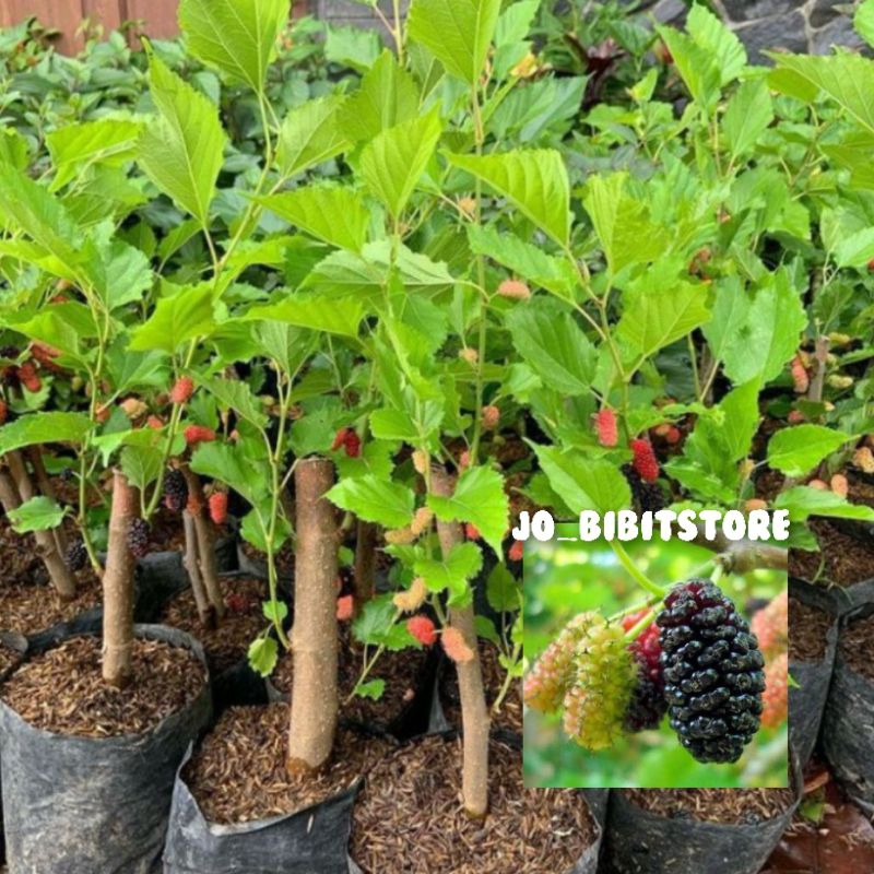 Jual Bibit Murbei Kondisi Sudah Berbuah | Bibit Murbey Hasil Cangkok ...