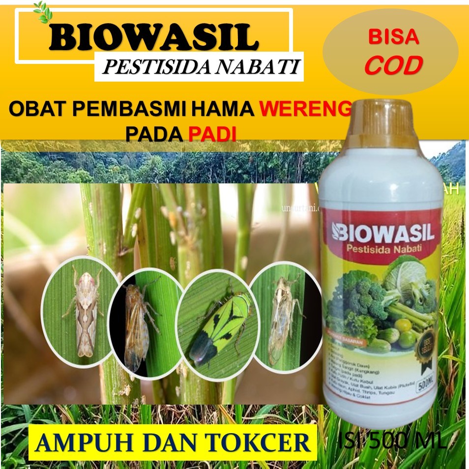 Jual OBAT HAMA WERENG DAN SUNDEP BELUK PADI isi 500 ML BIOWASIL - Obat ...