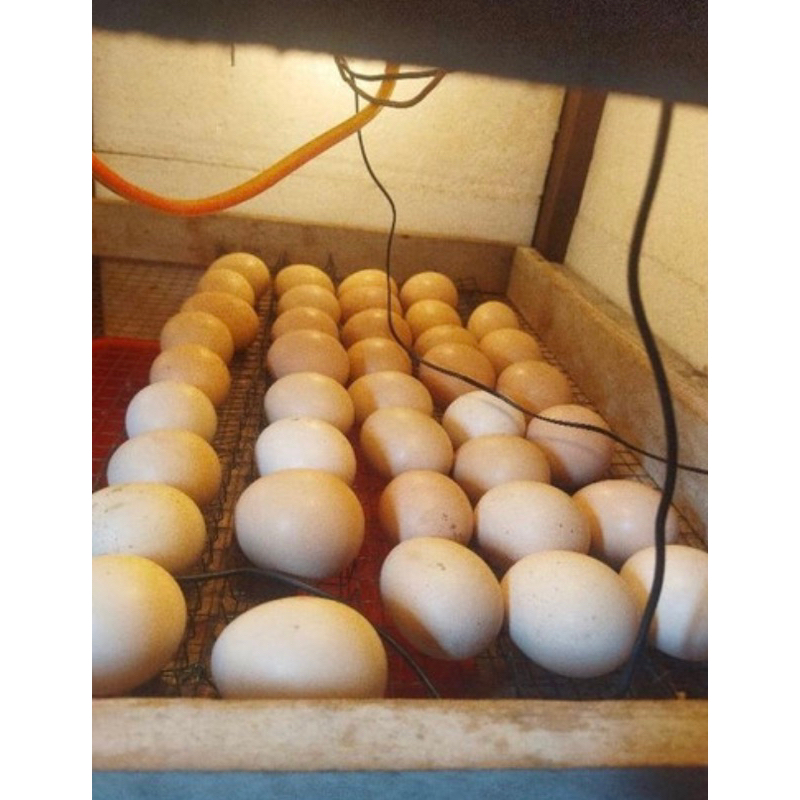 Jual telur fertil ayam kampung KUB2 garansi menetas ( 6 butir ...