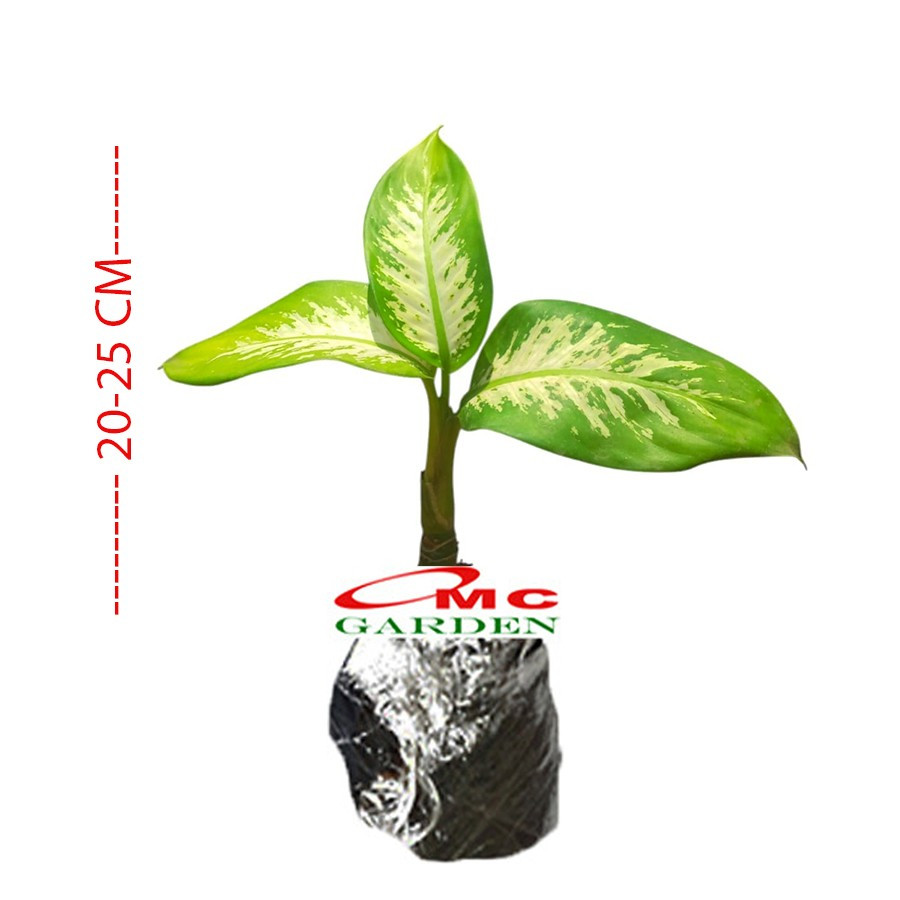 Jual Tanaman Hias Daun Bahagia Sri Rezeki Balanceng Dieffenbachia DB ...