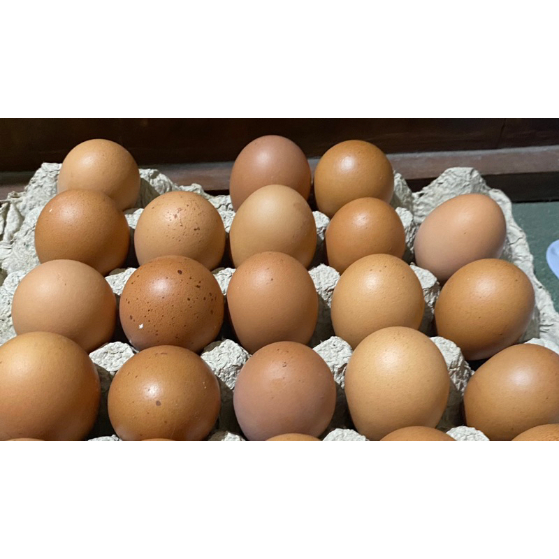Jual Telur Ayam Omega 3 (10 butir) | Shopee Indonesia