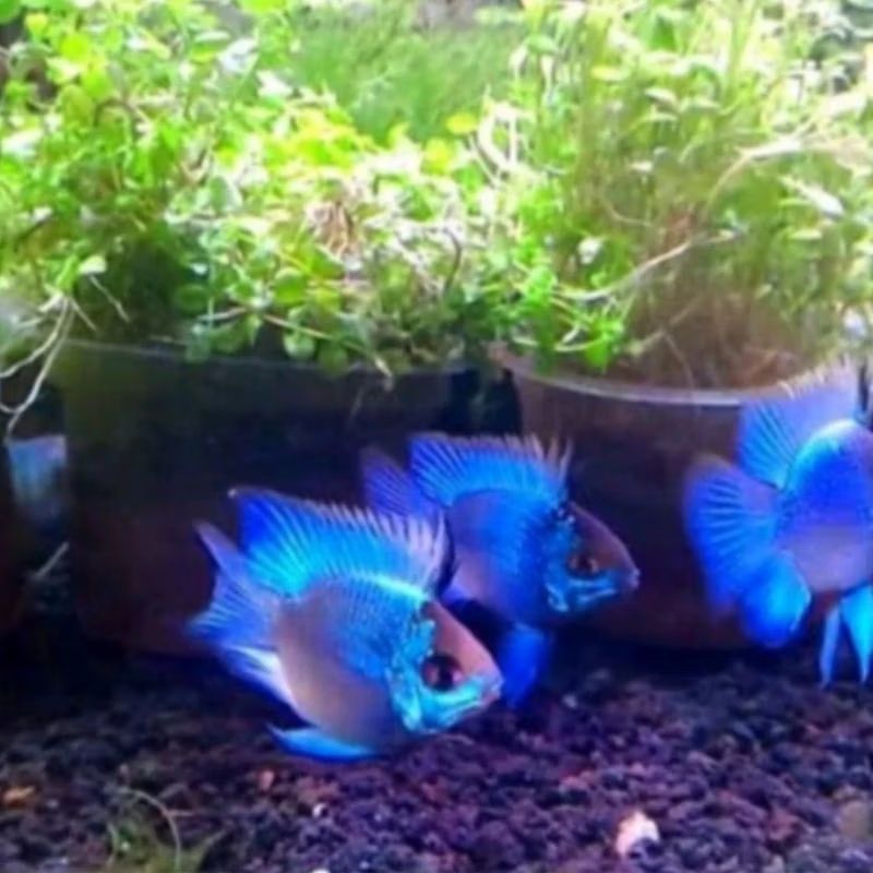 Jual ikan blue elektrik ikan hias air tawar | Shopee Indonesia