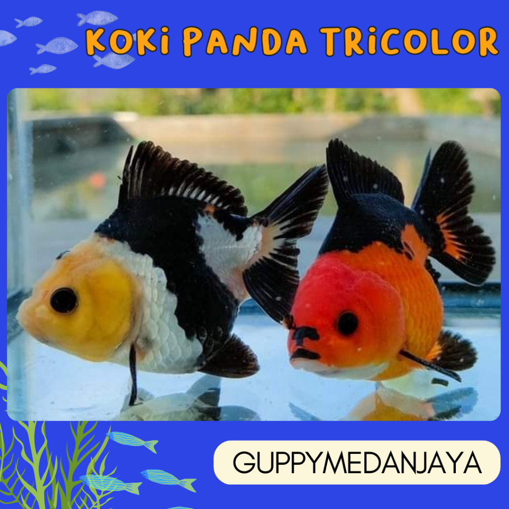 Jual Ikan hias Mas Koki Panda Tricolor / Oranda Panda Tricolor Goldfish ...