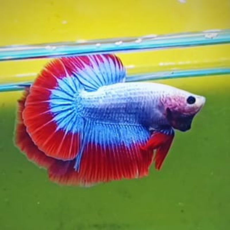 Jual CUPANG HALFMOON HM PINK | Shopee Indonesia