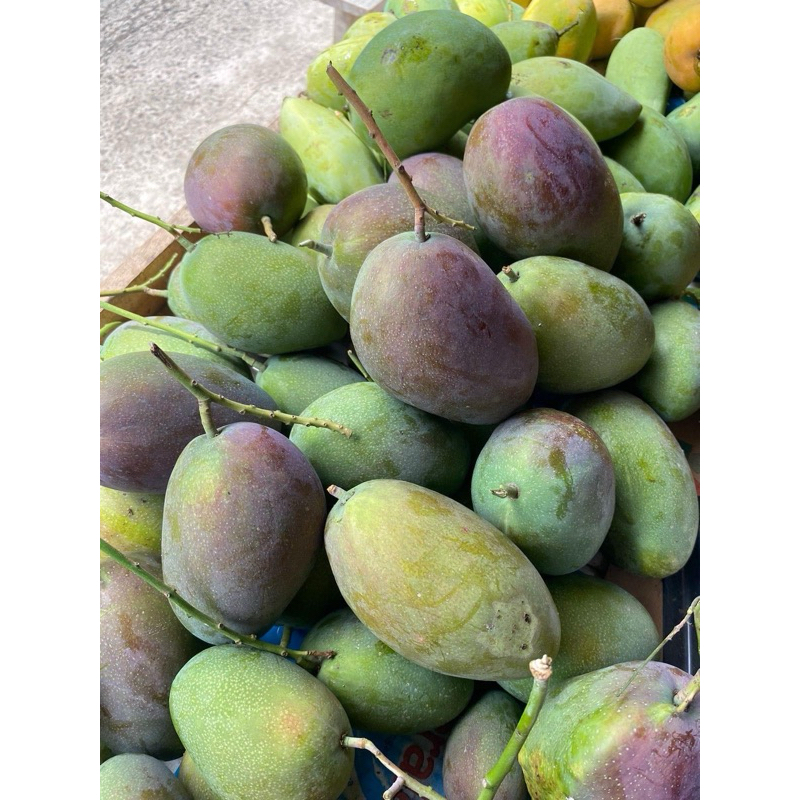 Jual Mangga erwin manis 1kg | Shopee Indonesia
