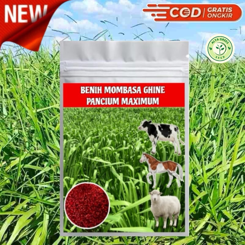 Jual terbaru!! Benih Rumput Mombaca Ghine F1 2000 Biji Premium TANAM ...