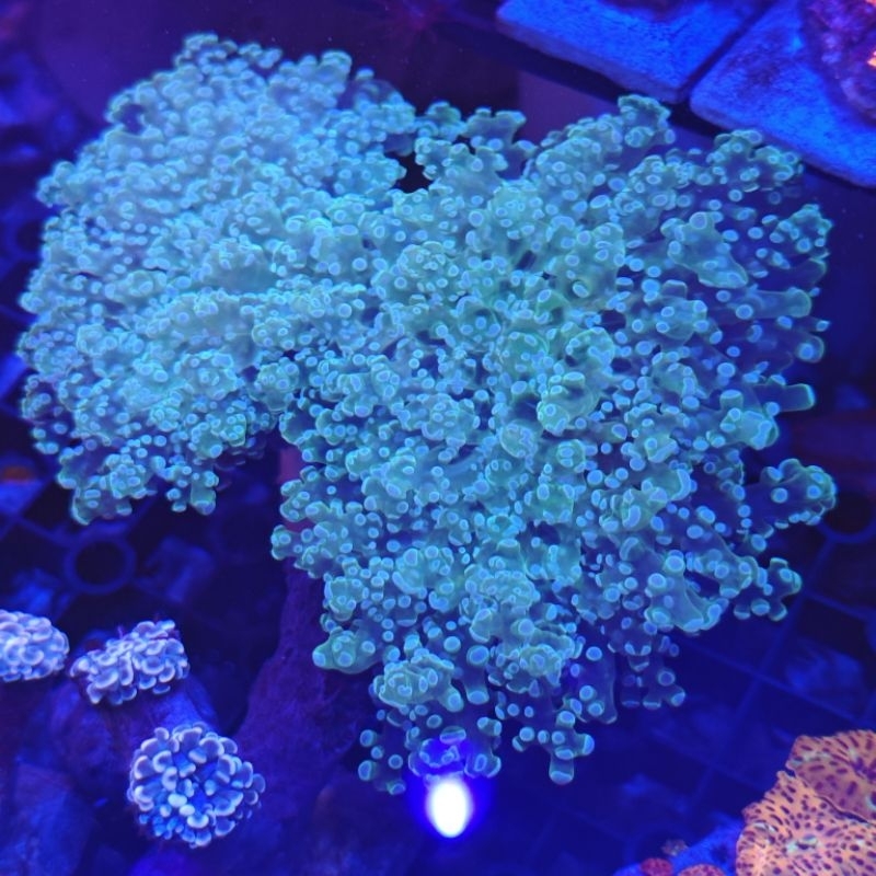 Jual karang babut hijau sembur b aquarium laut L hias terumbu karang ...