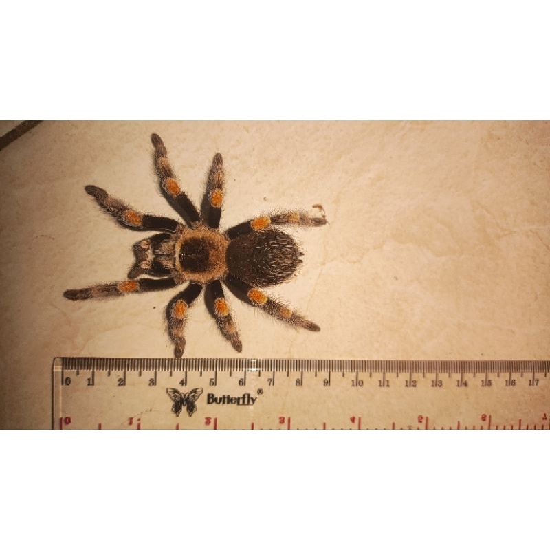 Jual [Male & Female] Tarantula Brachypelma Hamorii | Shopee Indonesia